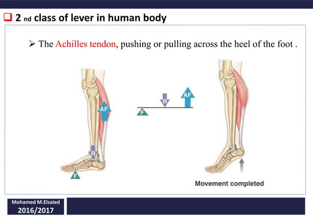 Levers in human body | PPTX