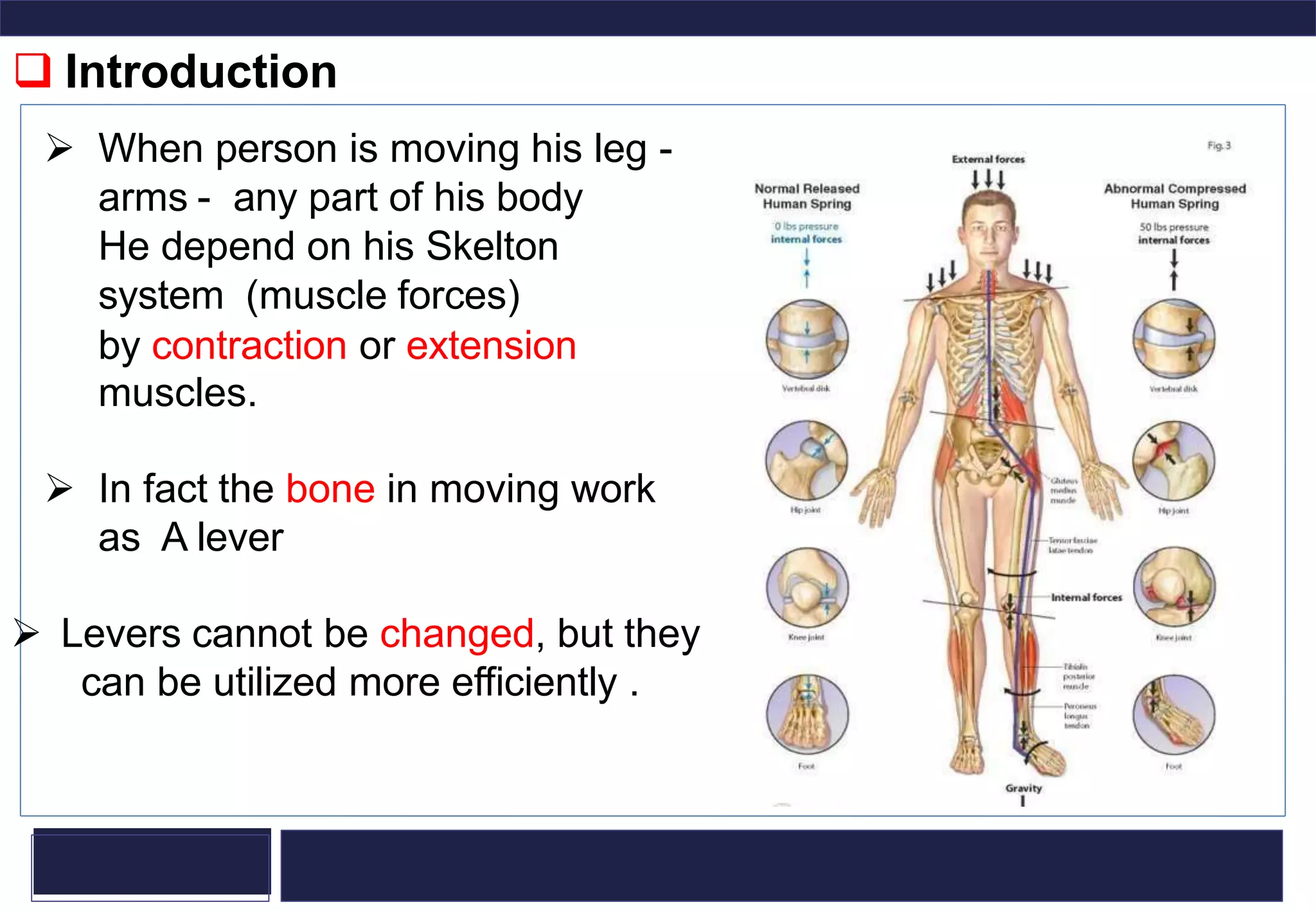 use of lever in sports. | PPTX