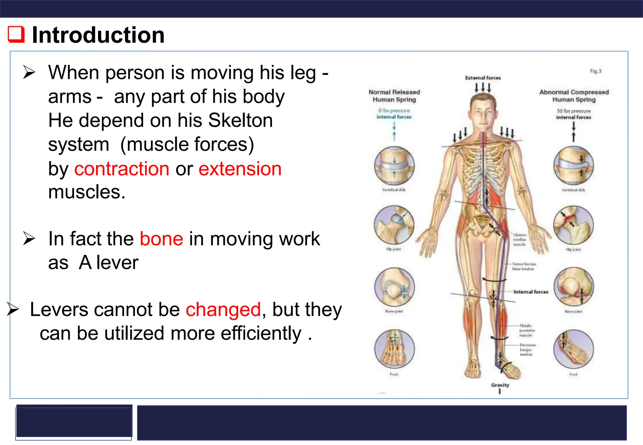 levers in human body.pptx