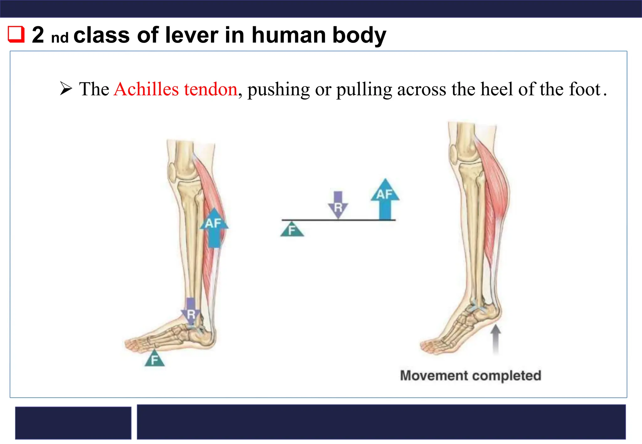 levers in human body.pptx