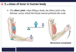 levers in human body.pptx