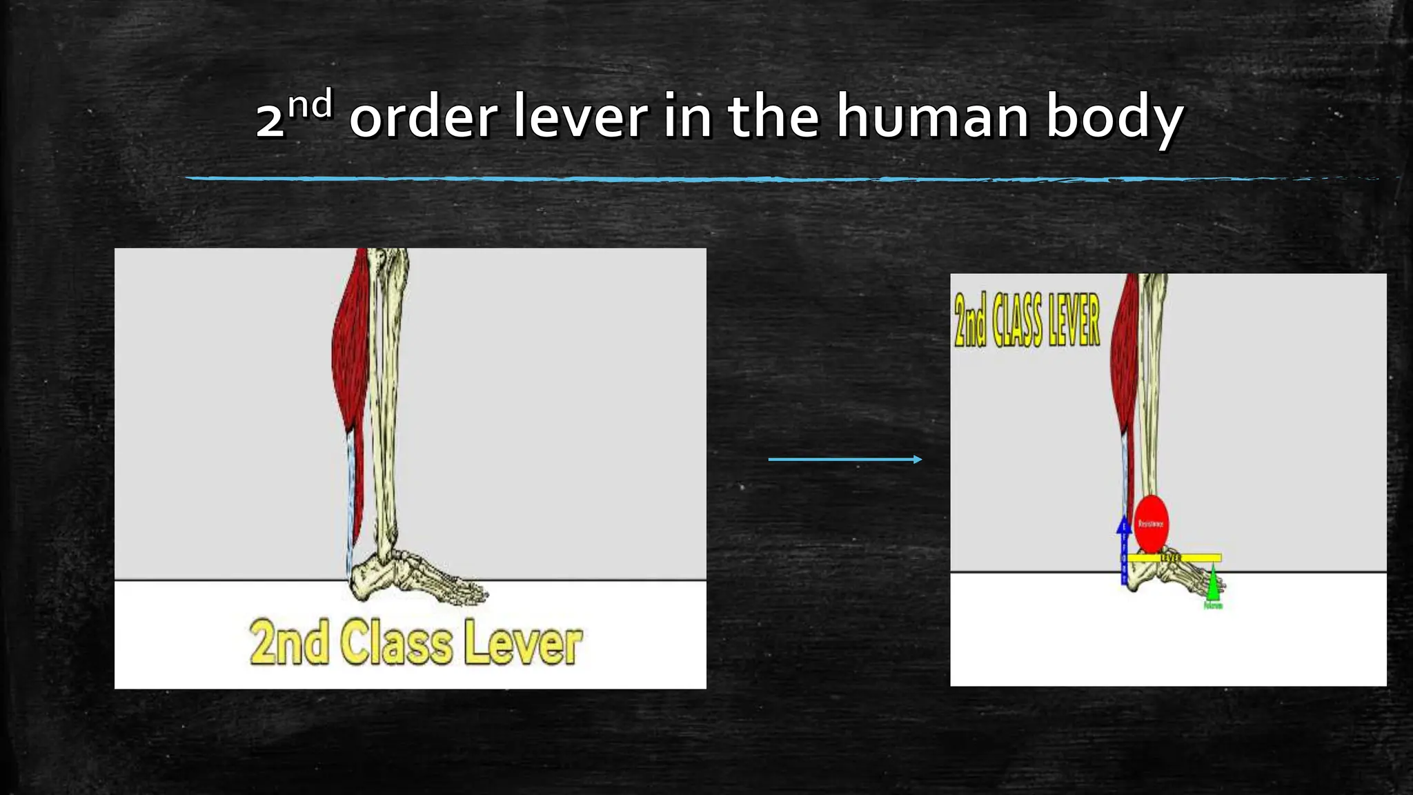 Lever system in human body.pptx