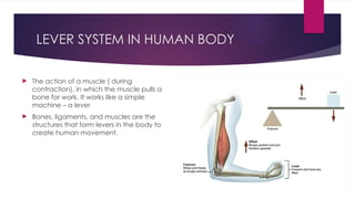 Lever System In Human Body Pptx By Sachin Rolhan Pptx