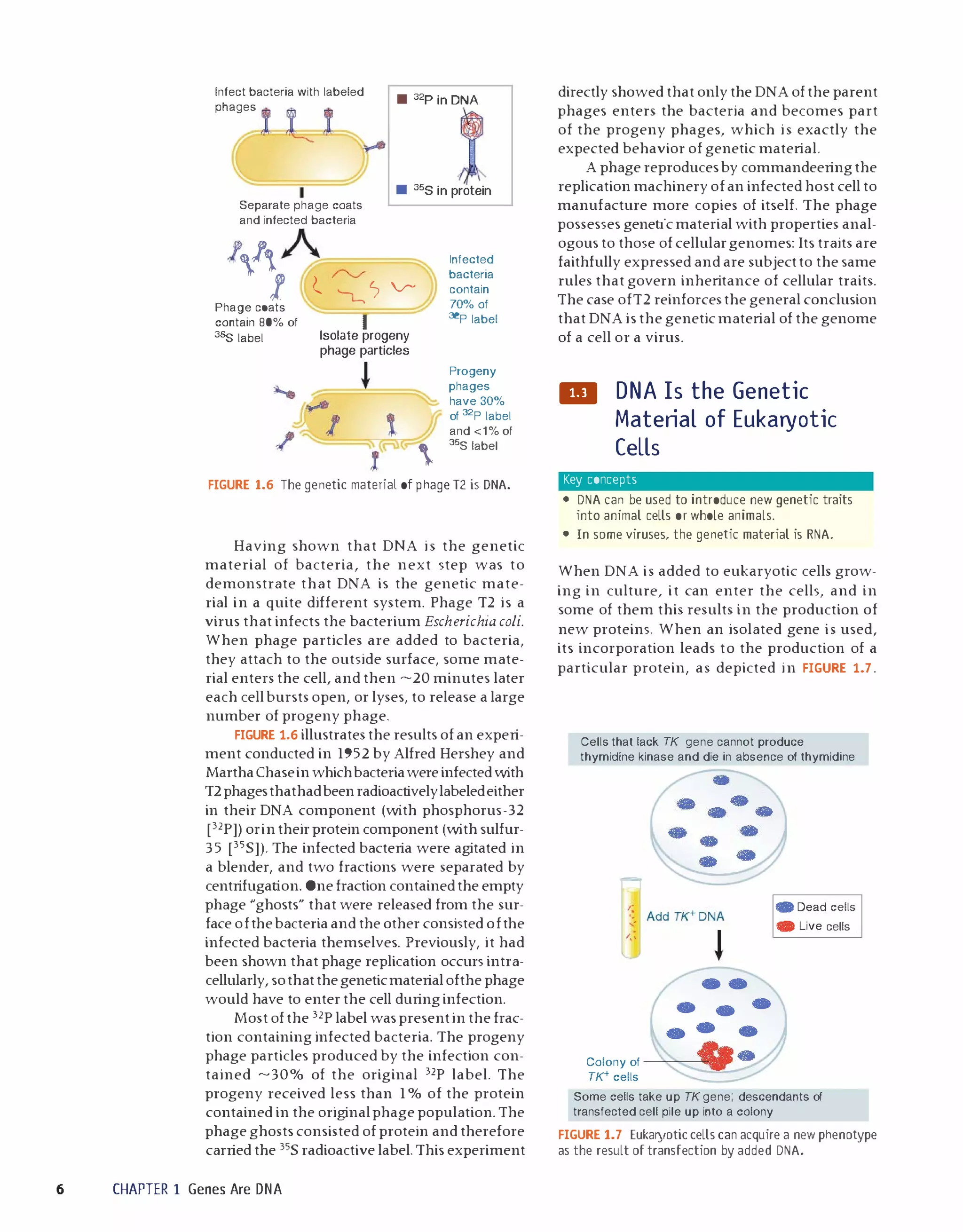 Lewins genes xi [pdf][tahir99] vrg | PDF