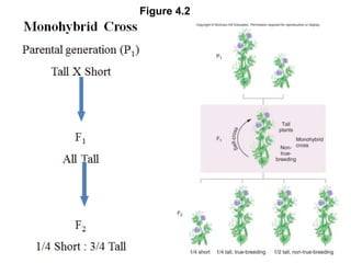 Human Genetics: Single Gene Inheritance! | PPTX