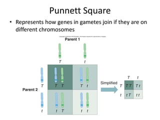 Human Genetics: Single Gene Inheritance! | PPTX