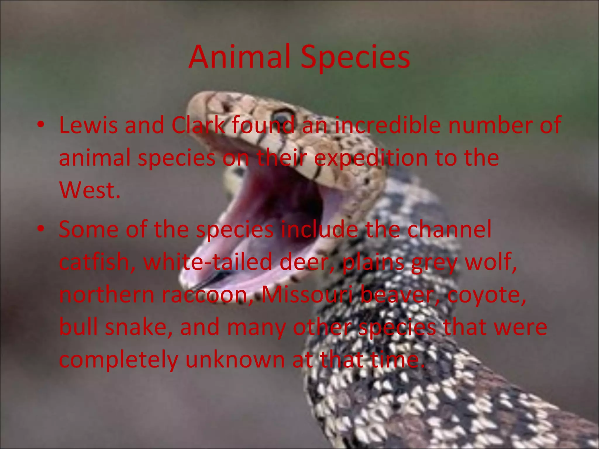 Lewis And Clark Expedition | PPT