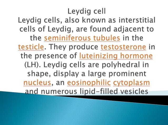 Leydig cell | PPT