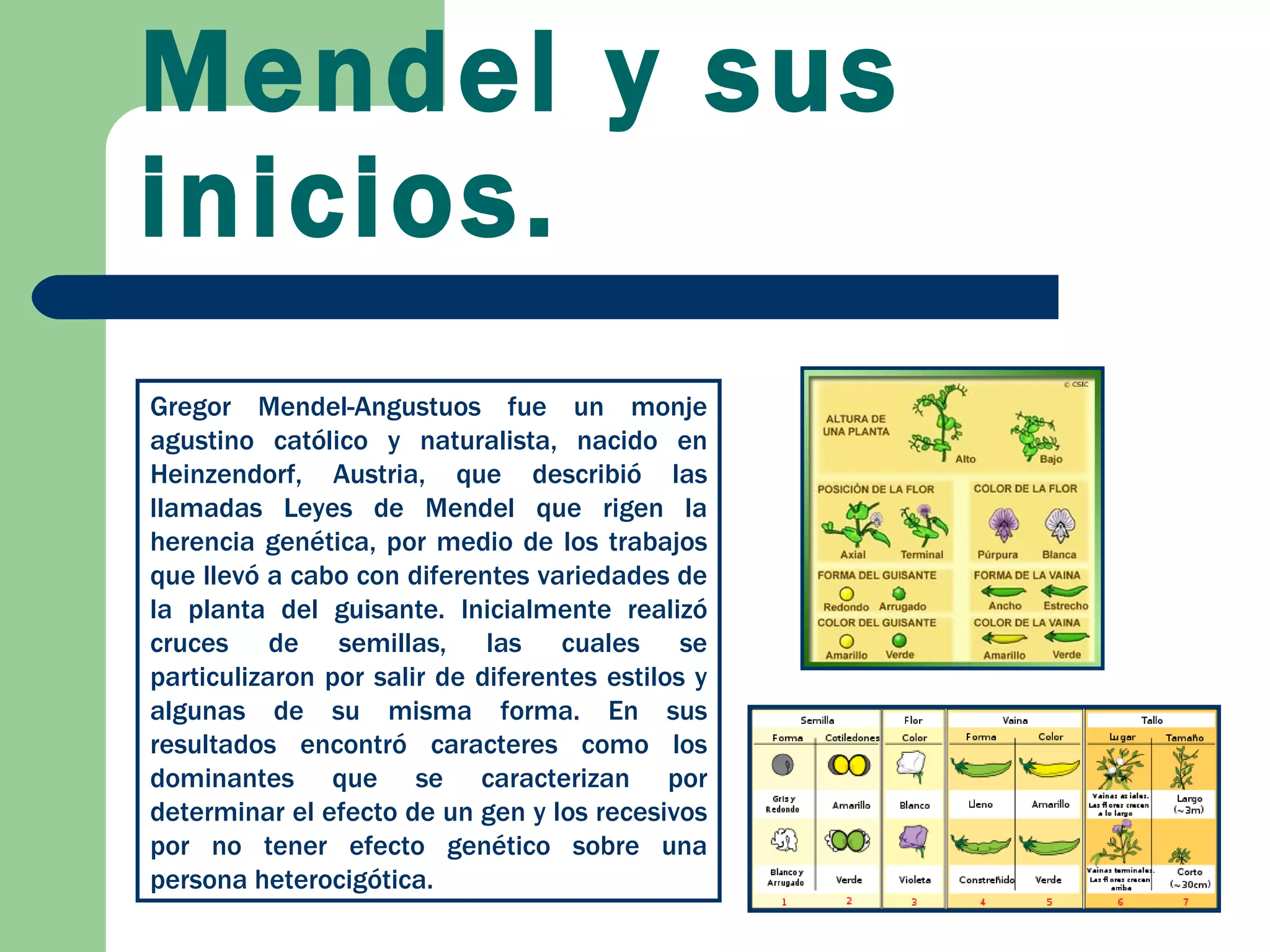 LEYES DE MENDEL | PPT