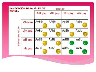 Leyes de mendel. | PPTX