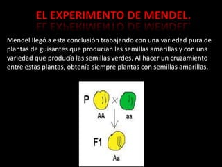 Leyes de Mendel. | PPT