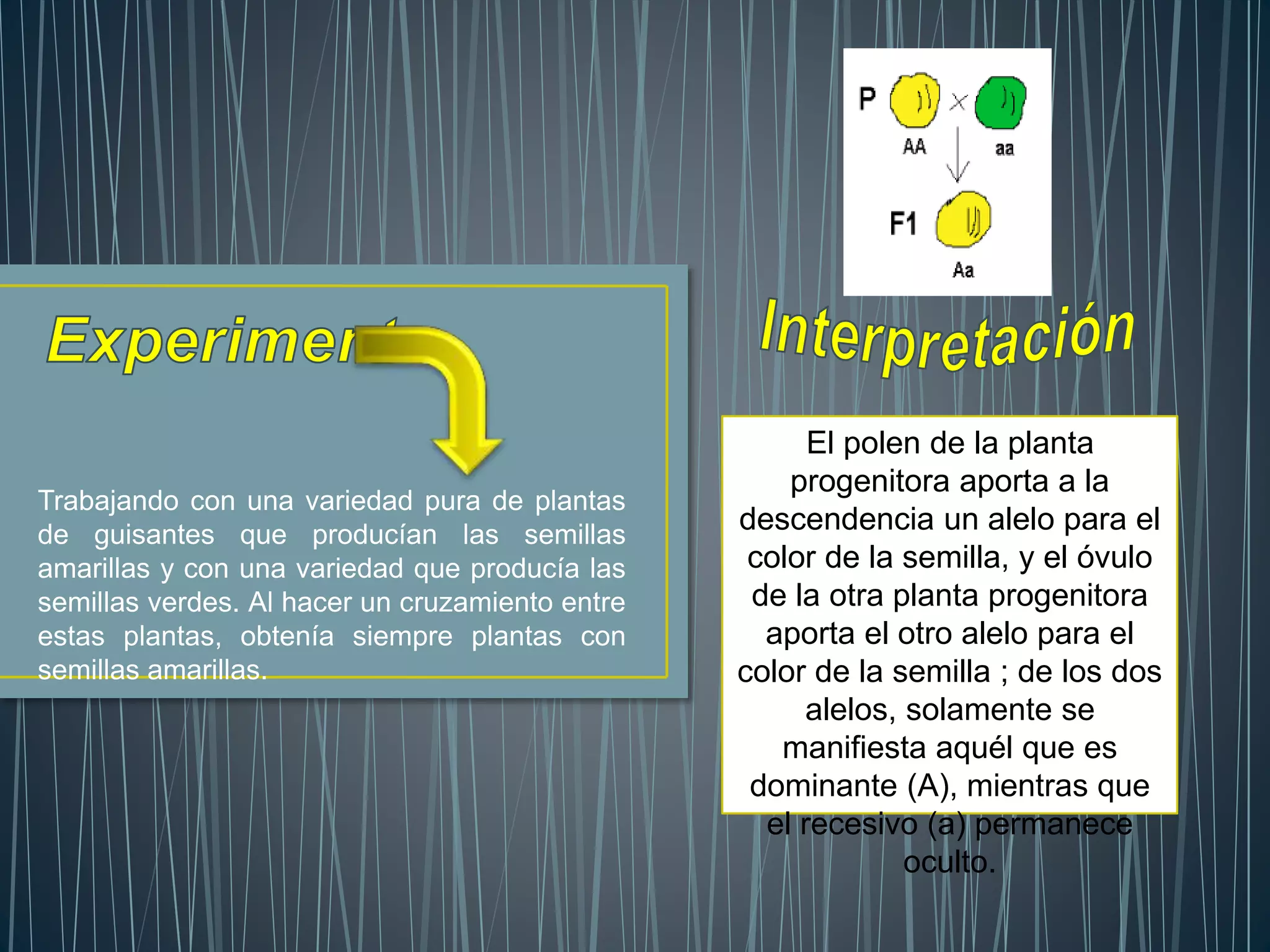 Leyes de mendel | PPT