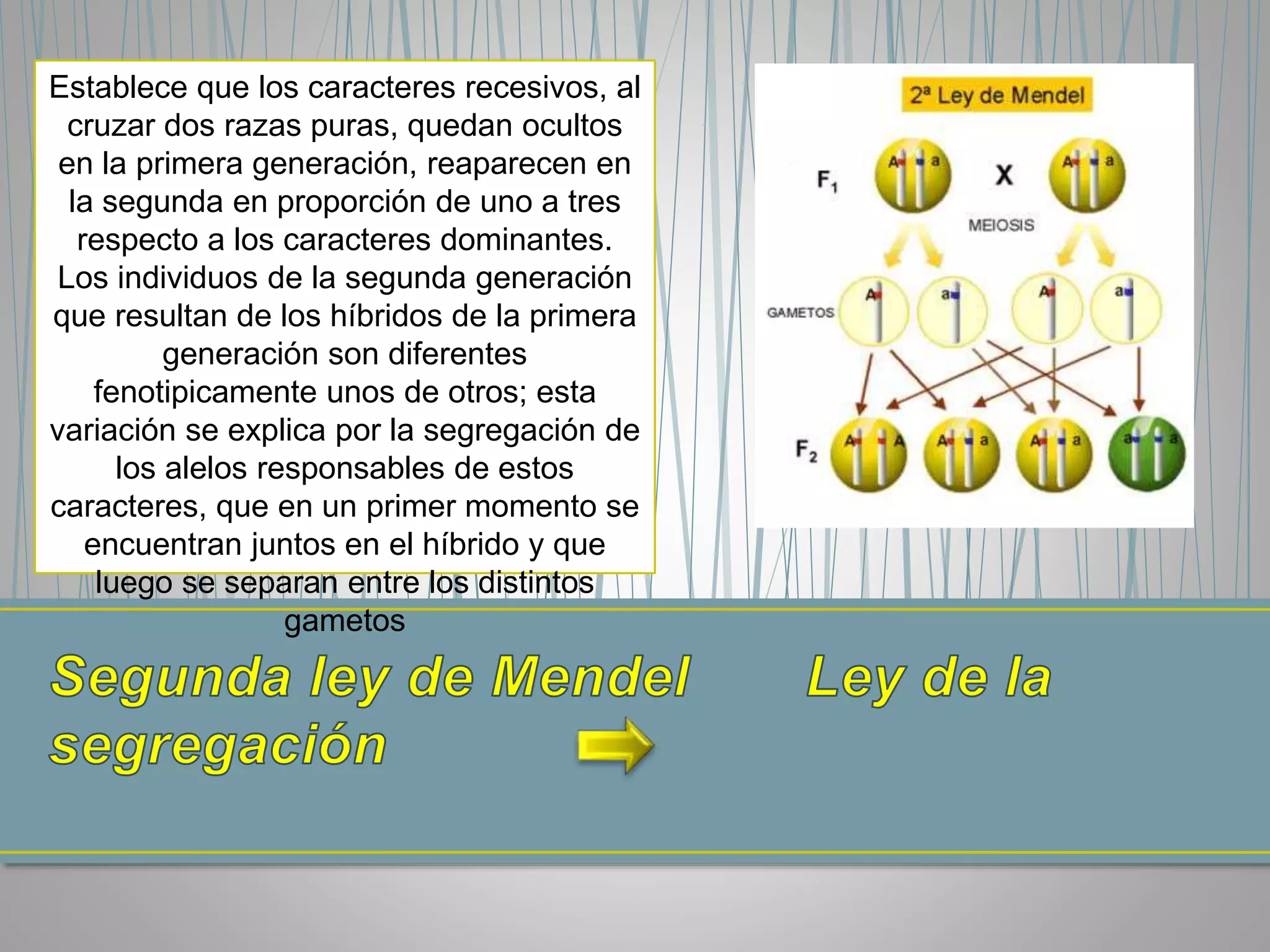 Leyes de mendel | PPT