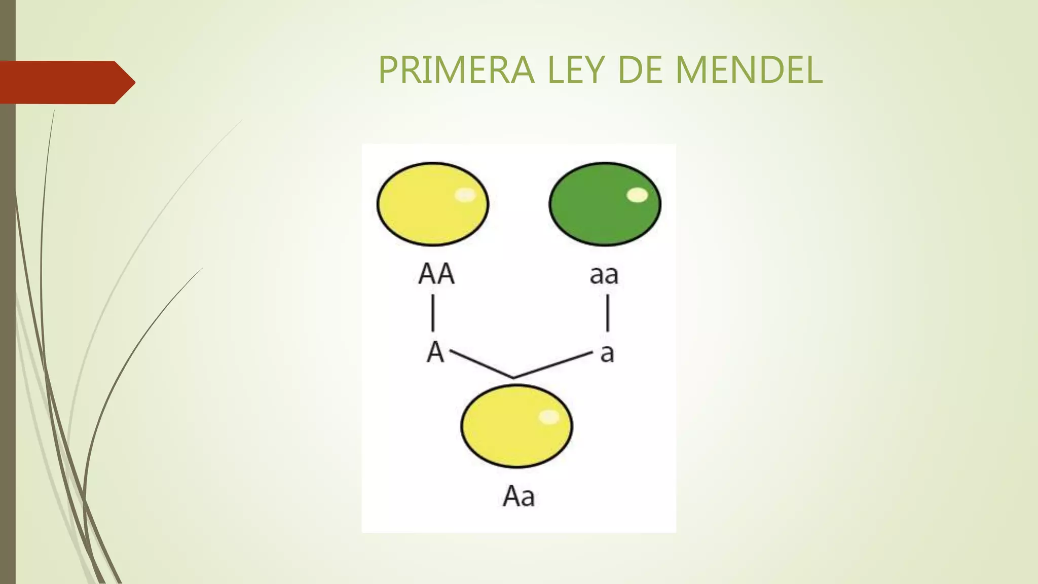 Leyes de mendel | PPTX