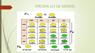 Leyes de mendel | PPTX