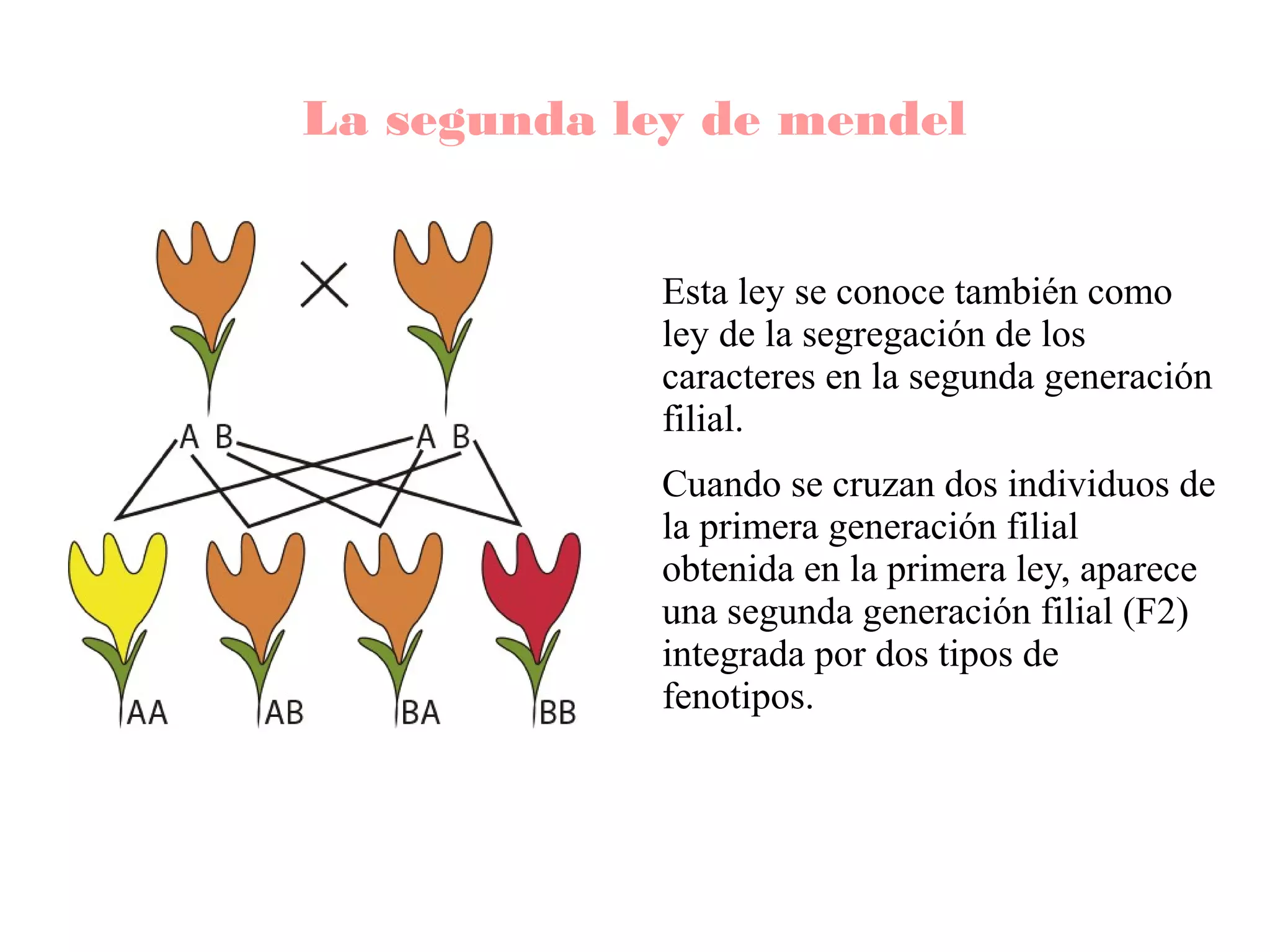 Leyes de mendel | ODP