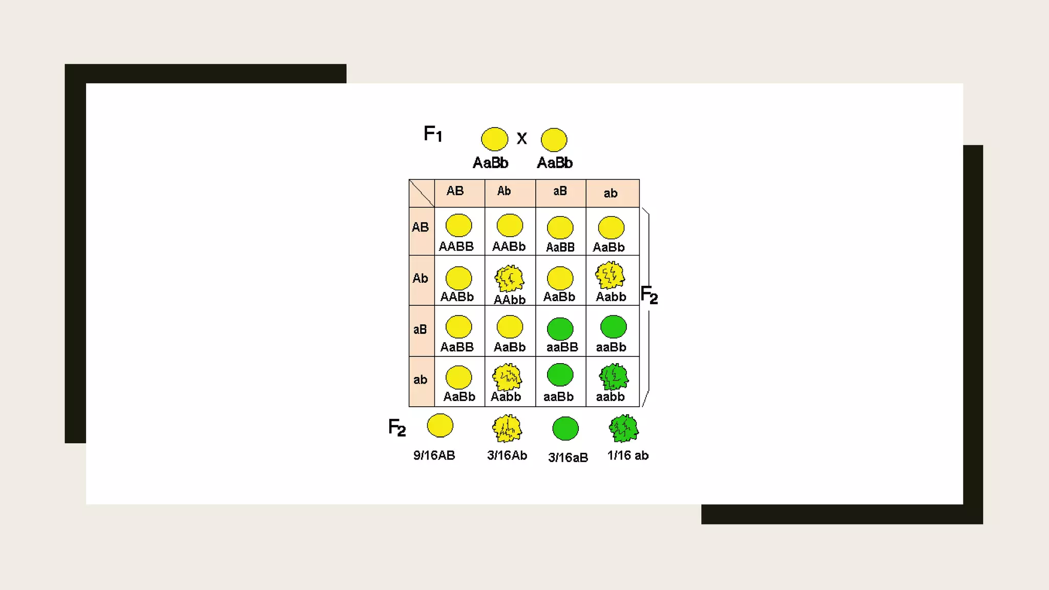 Leyes de Mendel | PPTX | Genetics | Science