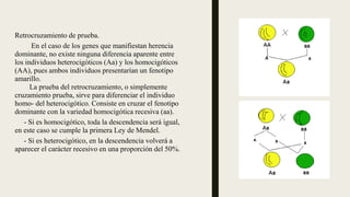 Leyes de Mendel | PPTX