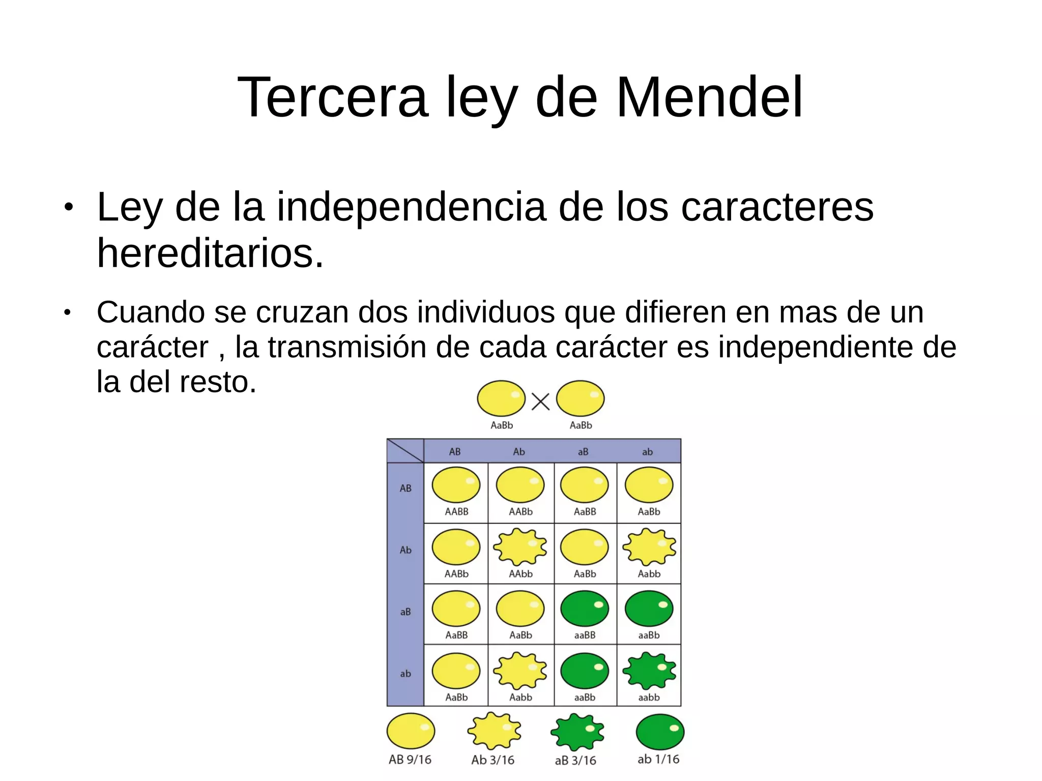 Leyes de mendel | PDF