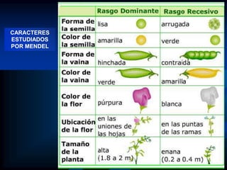 Leyes de mendel | PPT