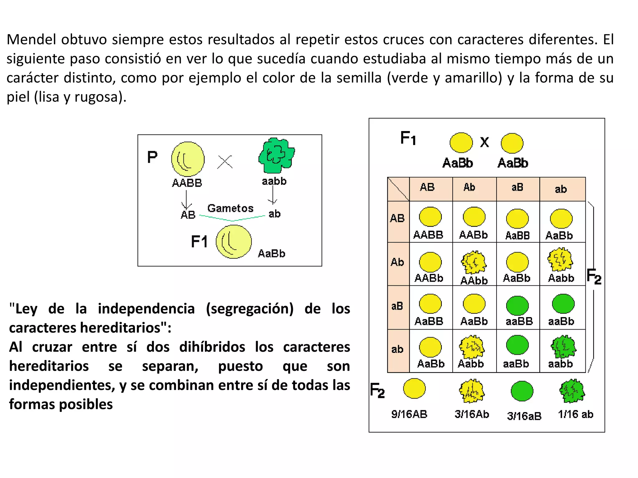 Leyes de Mendel y árbol genealógico | PPTX