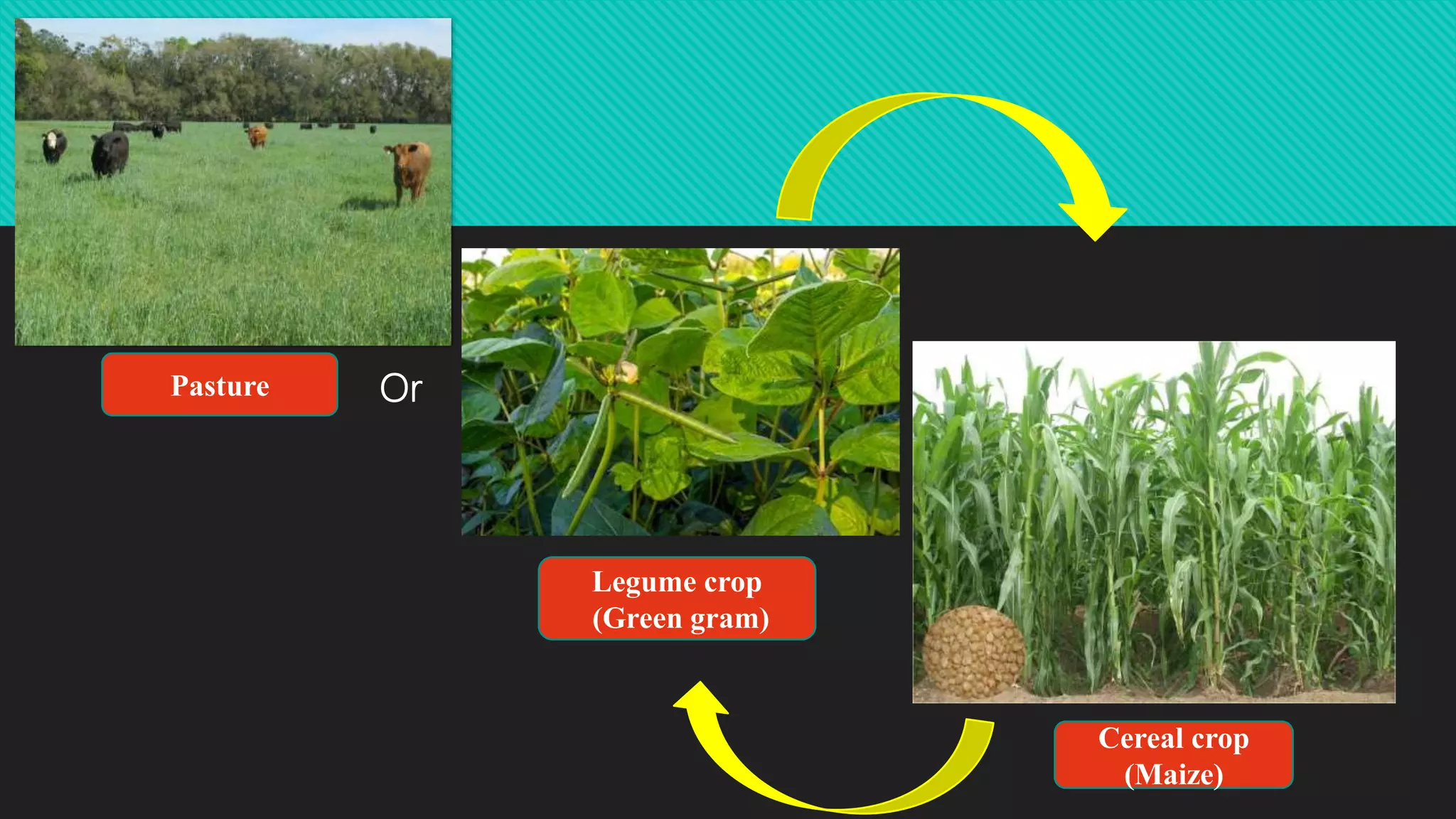 Ley farming ppt | PPTX