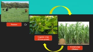 Ley farming ppt | PPTX