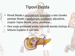 Žlezde sa unutrašnjim lučenjem | PPTX