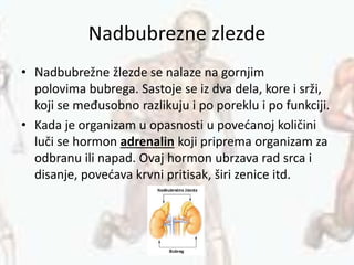 Žlezde sa unutrašnjim lučenjem | PPTX
