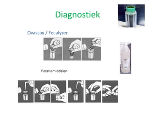 Lezing.endoparasieten | PPTX