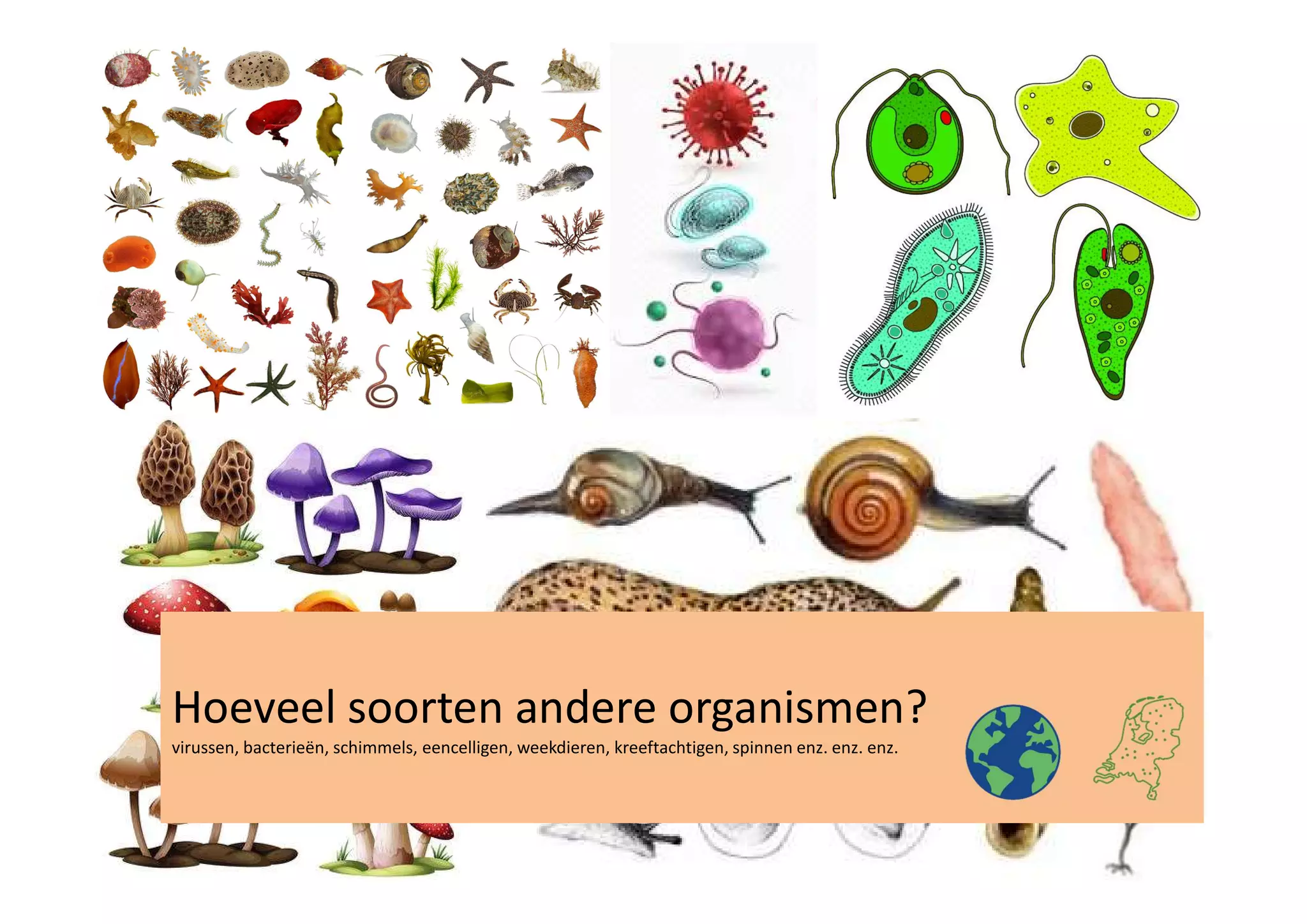 Lezing 12 - Biodiversiteit en inheemse planten | PDF