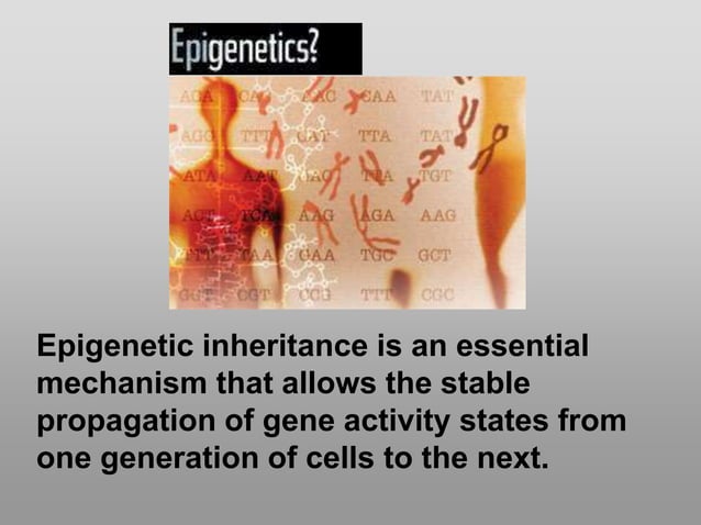Lezione 17- Epigenetics.ppt