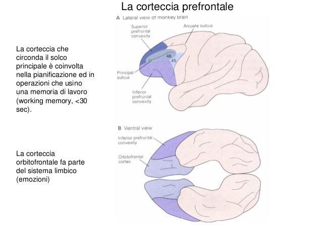 Lezione 24 aree asociative