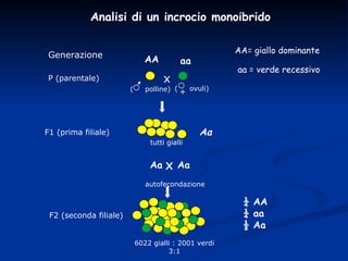 Lezione di genetica | PPT