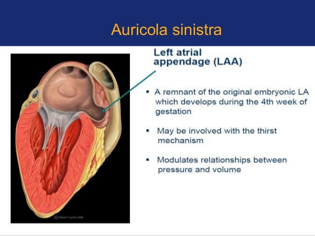 Fibrillazione atriale
