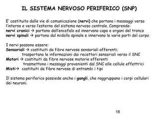 Lezione sistema nervoso | PPT