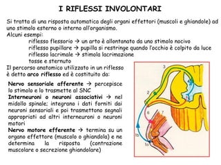 Lezione sistema nervoso | PPT