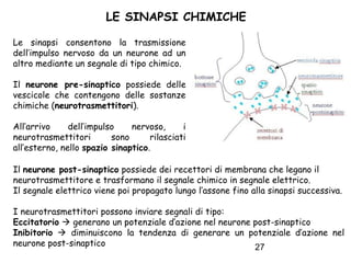 Lezione sistema nervoso | PPT