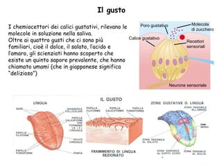 Lezione sistema nervoso | PPT