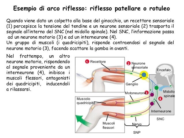 Lezione sistema nervoso