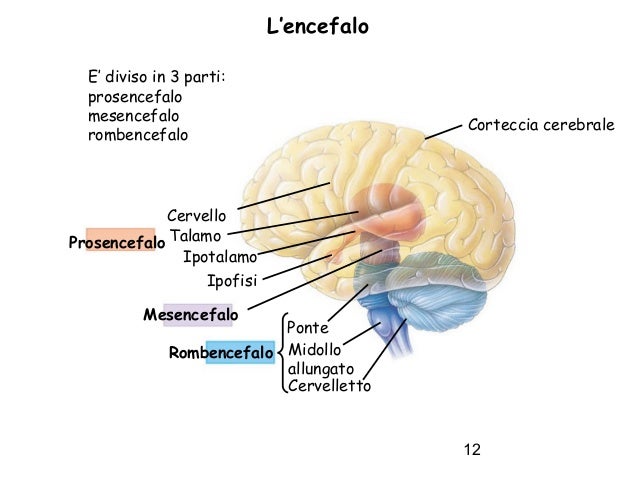 Lezione sistema nervoso
