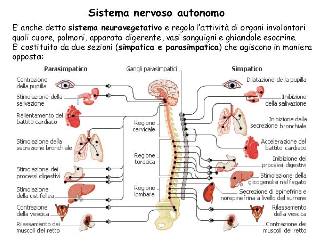 Lezione sistema nervoso
