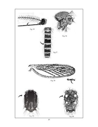 Identification key of mosquitoes of LF.pdf