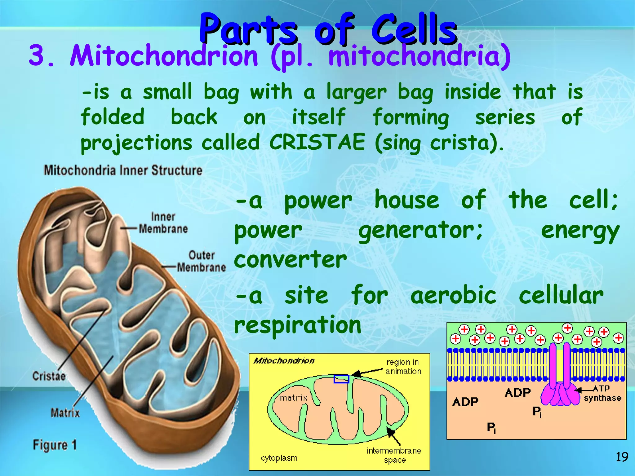 Cell structures, cell theory, biological diversity | PPT