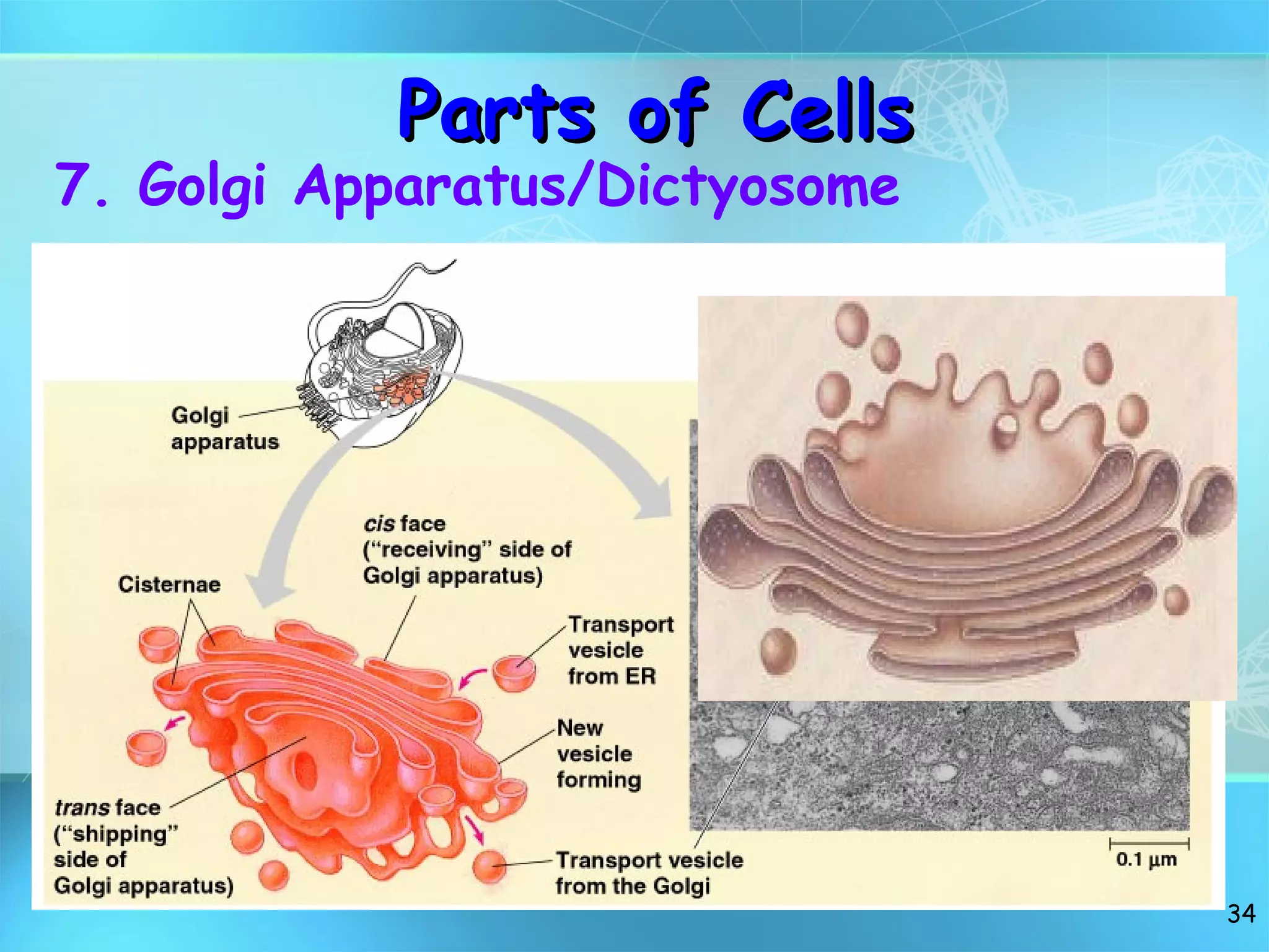 Cell structures, cell theory, biological diversity | PPT