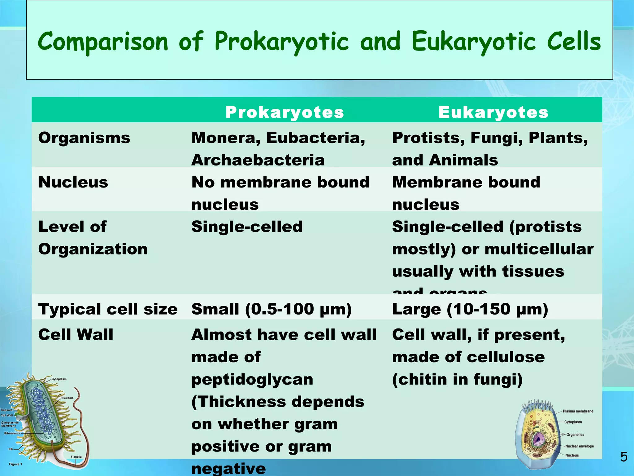 Cell structures, cell theory, biological diversity | PPT