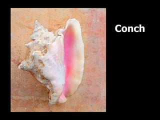 Conch Shell Lord Of The Flies