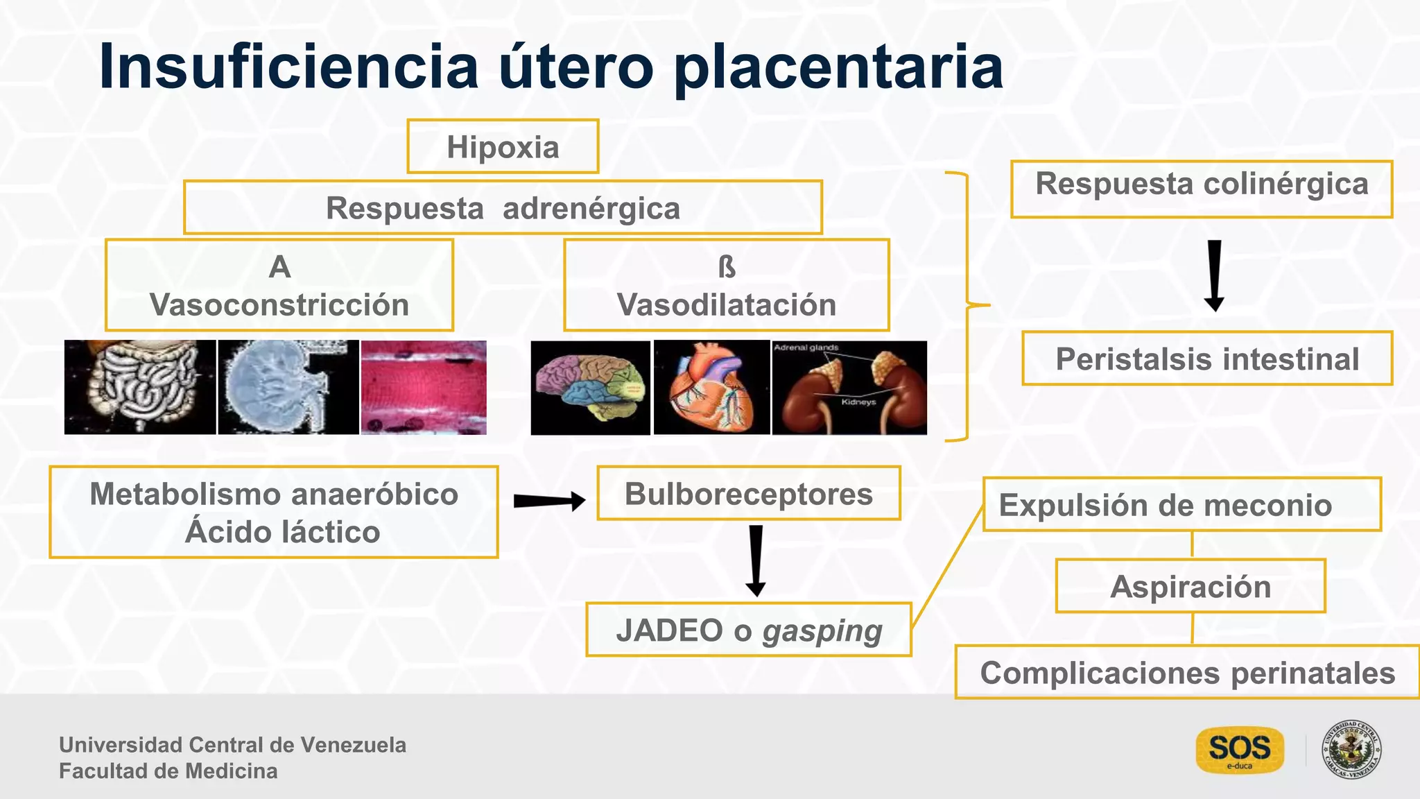 Evaluación de la salud fetal previa al nacimiento e identificación de ...