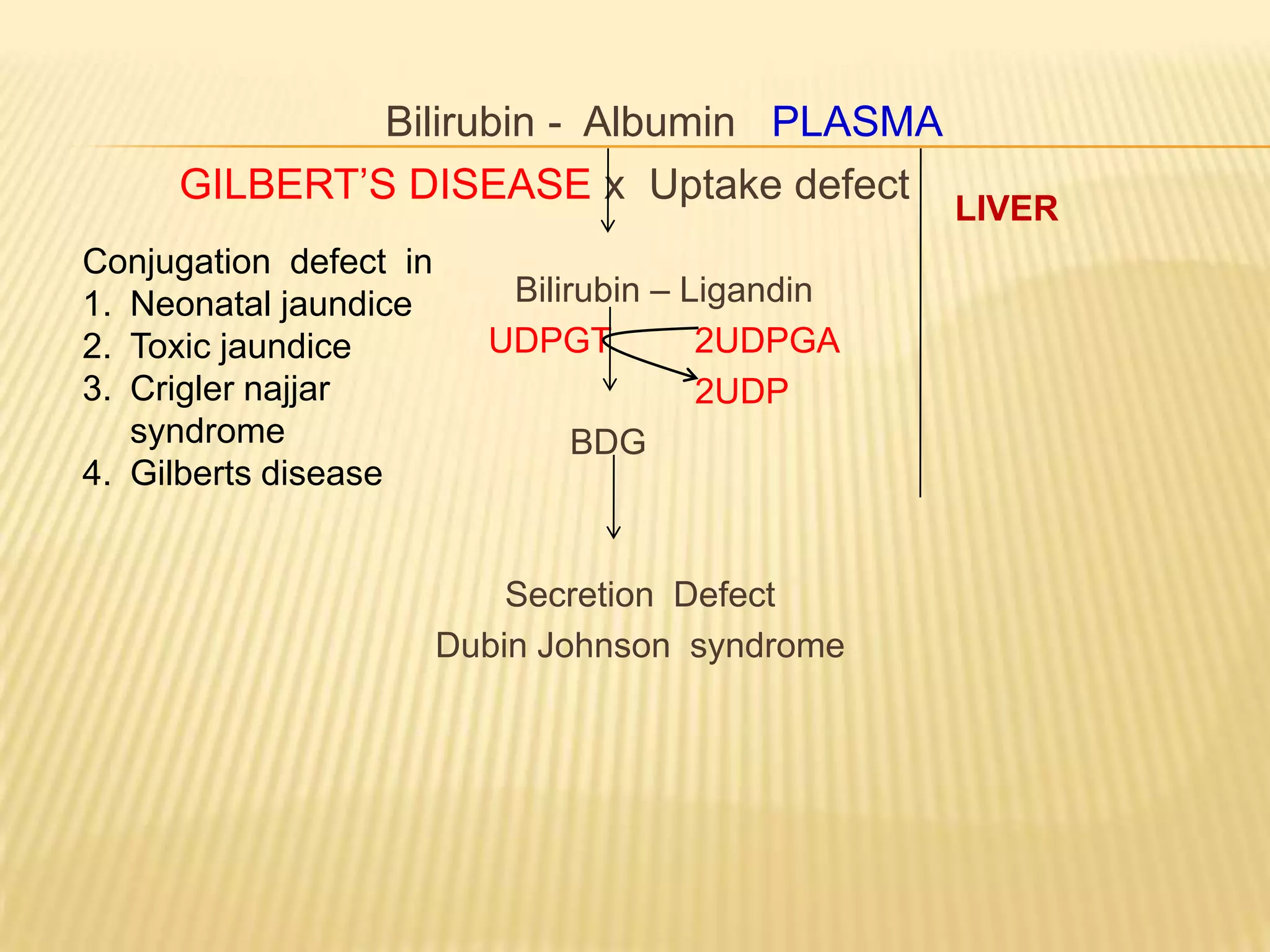 Liver Function Test | PPT