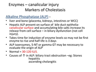 Liver function test | PPT